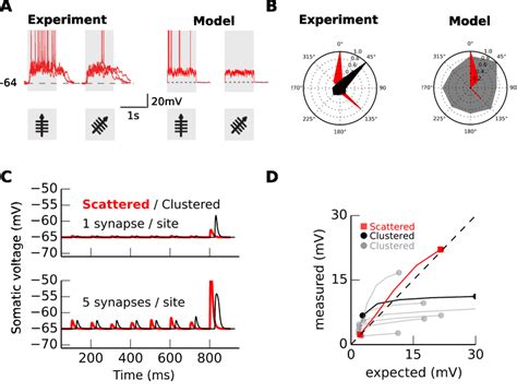 Stimulus Selectivity Using Our Implementation Displays A Mixture Of Den Download Scientific