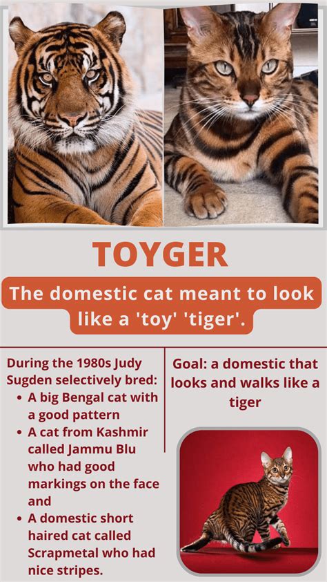 Toyger Infographic Michael Broad