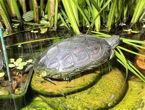 Chinese Grass Turtles Are Not Hard To Raise At All 10 Times Easier To