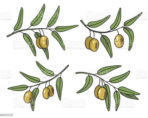 올리브 가지 세트 손으로 그린 낙서 스케치 나뭇잎과 과일이있는 나뭇 가지가 윤곽이 그려져 있습니다 심플한 미니멀리즘 디자인 음식 메뉴 또는 화장품 개념 장식 개체 그룹에