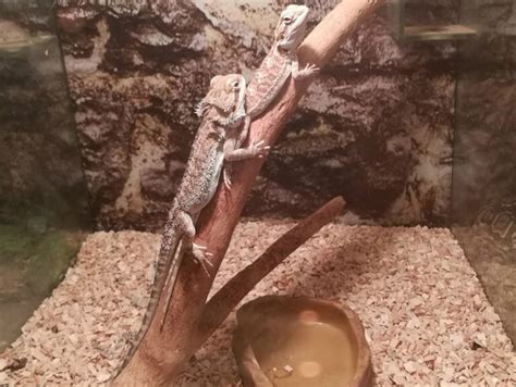 Bearded Dragons Mating Process Reproductive Behavior Explored Hepper