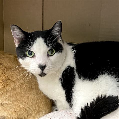 Adopt Tiddly Winks Today Find Paw Pal