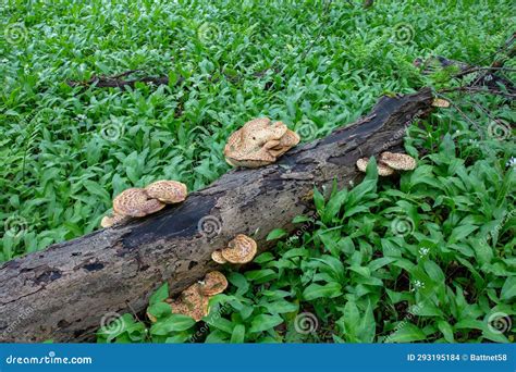 Fungi Are Saprophytes And Parasites That Live On Trees In Parks And