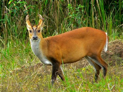 Indian Muntjac Deer