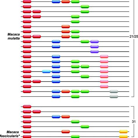 Haplotype Distribution Of The Mhc A Genes In M Mulatta M