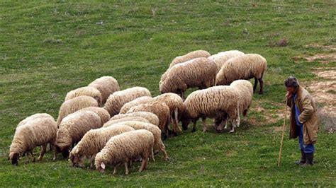 БАБХ засилва ветеринарния контрол по границата Новини бг