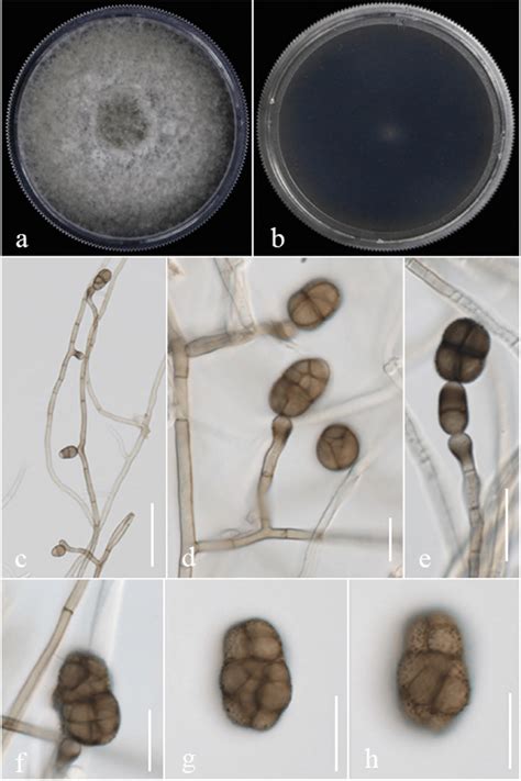 Asexual Morph Of Stemphylium Dianthi On Pda Jzb3185001 A B Culture Download Scientific
