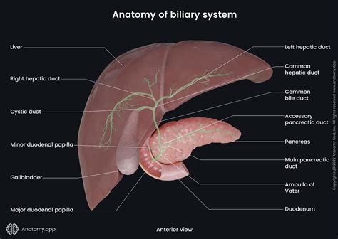 Gallbladder And Biliary Tree Anatomy App