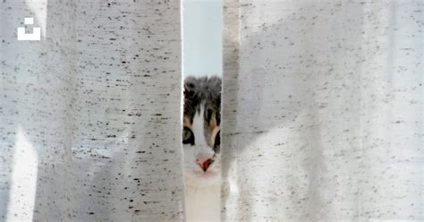 커튼 뒤에서 엿보는 고양이 사진 Unsplash의 무료 회색 이미지