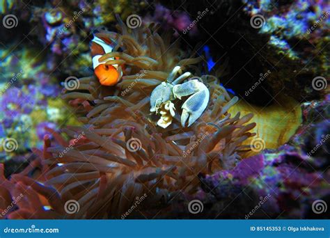 Anemony Crab And Clown Fish Stock Image Image Of Neopetrolisthes