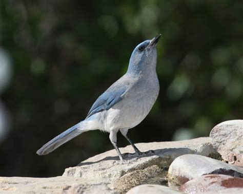 Mexican Jay Photos Birdspix