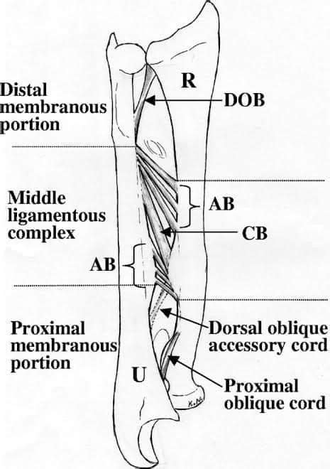 Interosseous Membrane Of The Forearm Artofit
