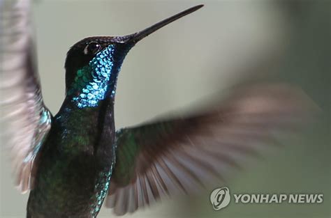 현대 사회에서 살아남기 위해 싸우는 작은 전사 벌새 콜리브리 연합뉴스