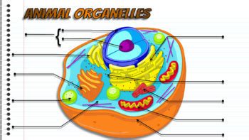 Biology Digital Interactive Notebook Cell Structure By BioScript