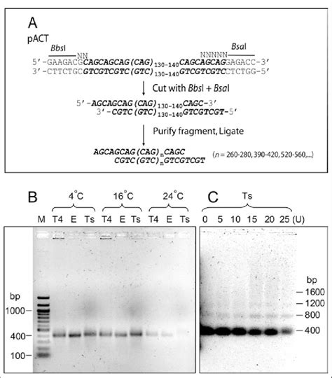 Ligation Of Long Trinucleotide Repeats With 4 Bp 5′ Overhanging Ends Download Scientific