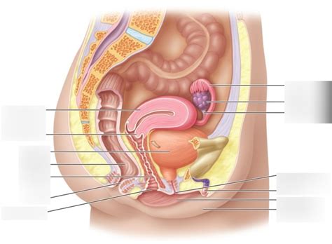 Midsaggital Section Female Repro Diagram Quizlet