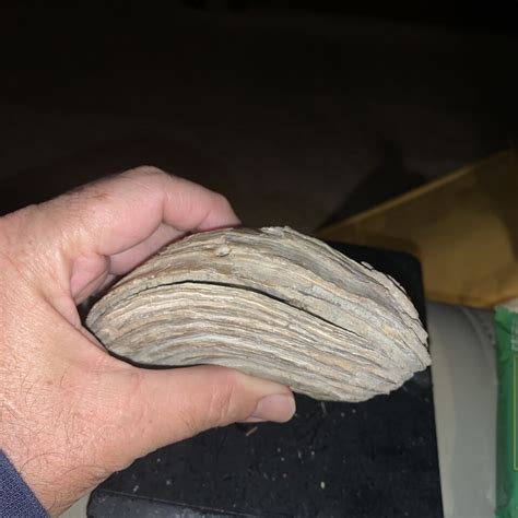 Fossilized Old Fossil Oyster Sea Shell Shows Fantastic Detail Whole New