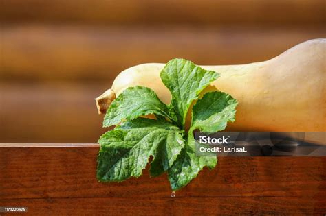 버터넛 스쿼시 황색 호박 채소와 녹색 잎은 풍화 된 소박한 나무 배경에 고립 되어 있습니다 음식 개념입니다 0명에 대한 스톡 사진 및 기타 이미지 Istock