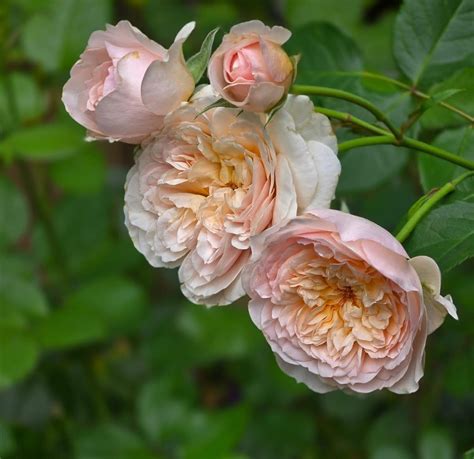 ვარდის სახლი House Of Rose Versilia Facebook