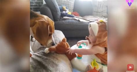 Desconecta La Inquebrantable Amistad Entre Un Beagle Y Un Bebé Quedó Retratada En Un Adorable
