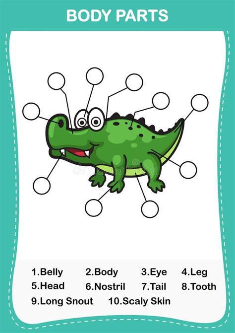Illustration Of Crocodile Vocabulary Part Of Bodywrite The Cor Stock