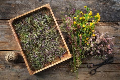 나무 상자는 나무 테이블에 건조 건강한 백리향 꽃 가위 와 신선한 의약 식물로 가득 대체 의학 맨 위 보기입니다 플랫 레이 건강