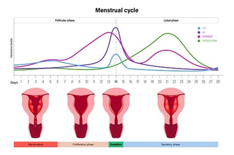 Stages Of The Menstrual Cycle Vector Menstrual Proliferative Ovulation
