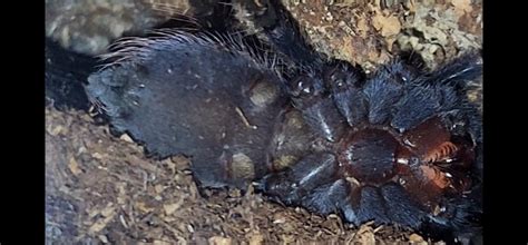 Is It Possible To Sex This Tarantula From This Angel R Tarantulas