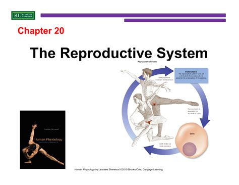 SOLUTION Chapter 20 Reproductive System Studypool