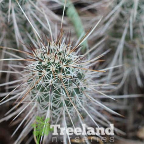Hedgehog Cactus Cactus Echinocereus Species Treeland Nurseries