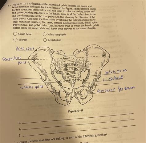 [Solved] 6 - Figure 5-11 is a diagram of the articulated pelvis ...
