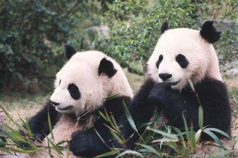 Lun Lun Zoo Atlanta