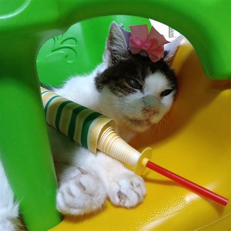 Noco Vs ちびーず2号 Noco婆ちゃんは104才