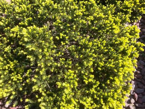 그늘에서 잘 자라는 화초해 없이 자라는 식물 네이버 블로그