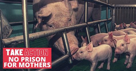 Ban Farrowing Crates