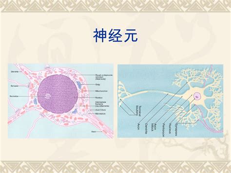 单极神经元 多极元 感觉元 文秘苑图库