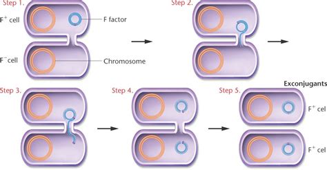 Conjugationhtml 0606 Conjugation