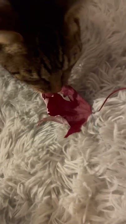 Kittyko Cant Be Stopped😂 Youtube