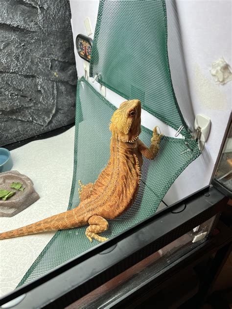 Weird Behavior Rbeardeddragons