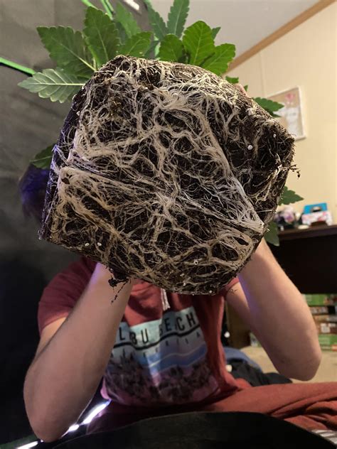 Best Root Porn Images On Pholder Make Me Suffer Gameday Gone Wild And Showerbeer