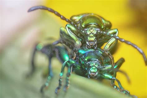 Frog Legged Leaf Beetle Copulating On The Grass Stem Stock Image