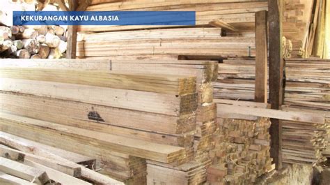 Kayu Albasia Karakteristik Manfaat Kelebihan Harga Permeter RAJAWALI PARQUET