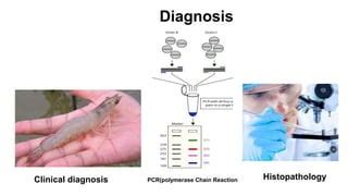 WSS.pptx | Infectious Diseases | Diseases and Conditions