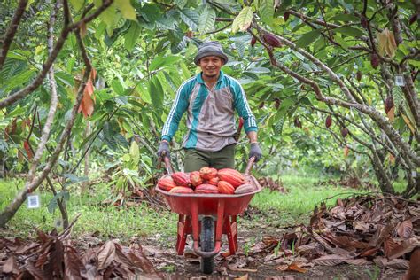 Kakao Bulungan Kian Berkembang Fidcomid