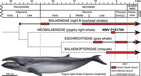 The Coastal Paleontologist The First Fossil Pygmy Right Whale Late