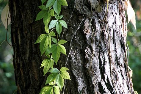 Tree Vine Leaves Free Photo On Pixabay Pixabay