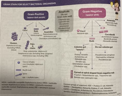 Id I Background And Abx By Drug Class Flashcards Quizlet