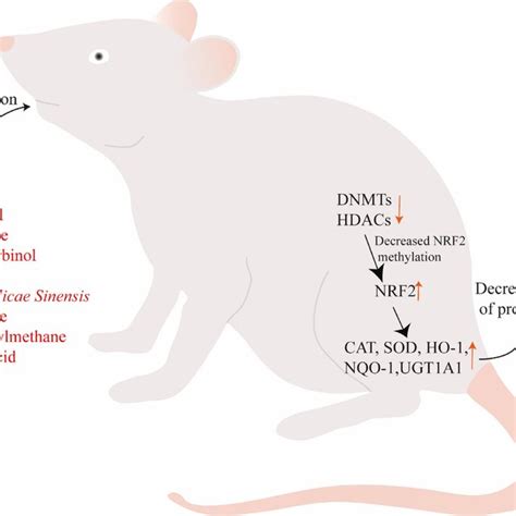 Schematic Representation Of Nrf2 Modulation By Natural In Red And