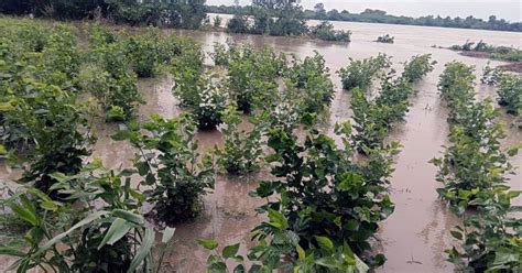 ಕೃಷ್ಣಾ ಜಲಾನಯನ ಪ್ರದೇಶದಲ್ಲಿ ಪ್ರವಾಹ ಭೀತಿ ಹೆಚ್ಚಳ ಅಪಾರ ಬೆಳೆ ನಷ್ಟ