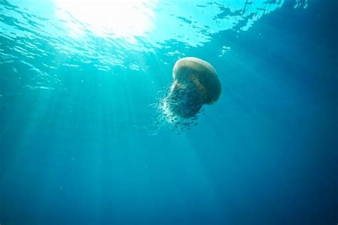 10 Nomuras Jellyfish Facts Fact Animal